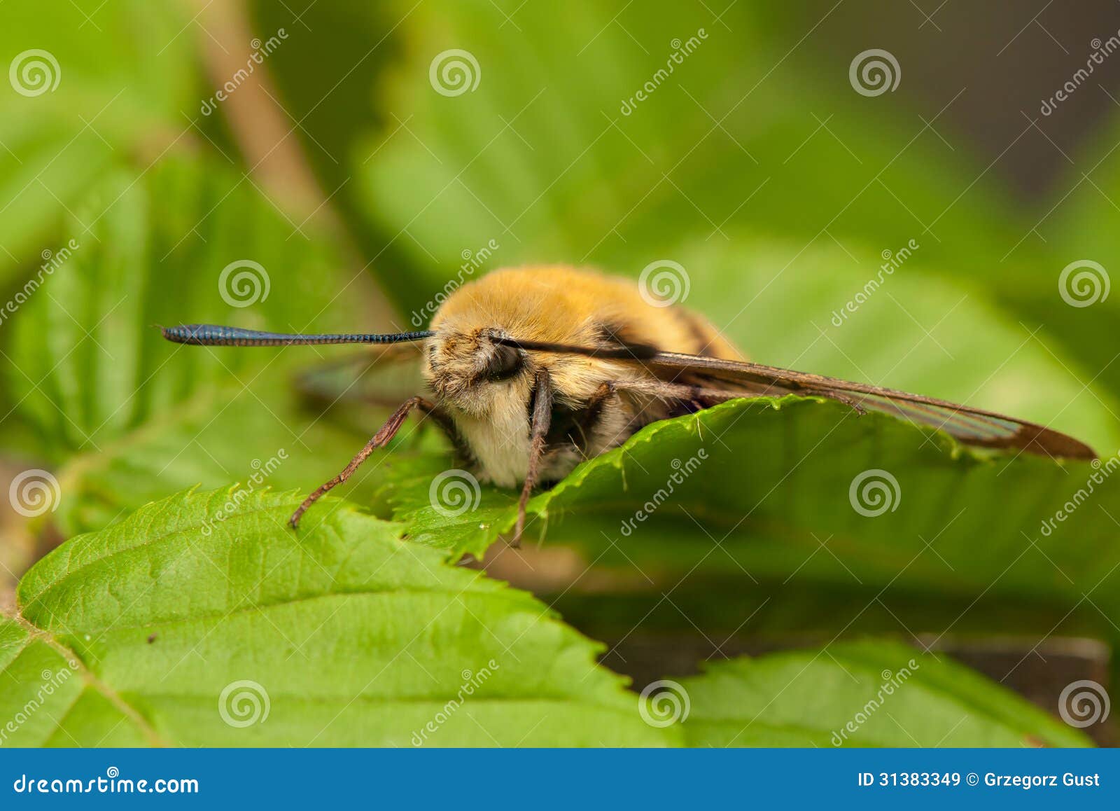 Hemaris Tityus stock image. Image of hemaris, beauty - 31383349