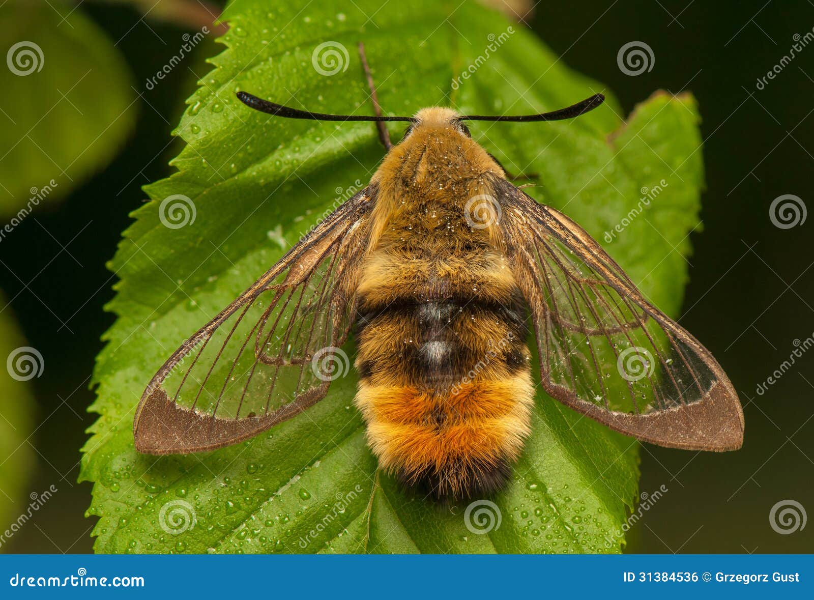 Hemaris Tityus stock photo. Image of hemaris, hawkmoth - 31384536