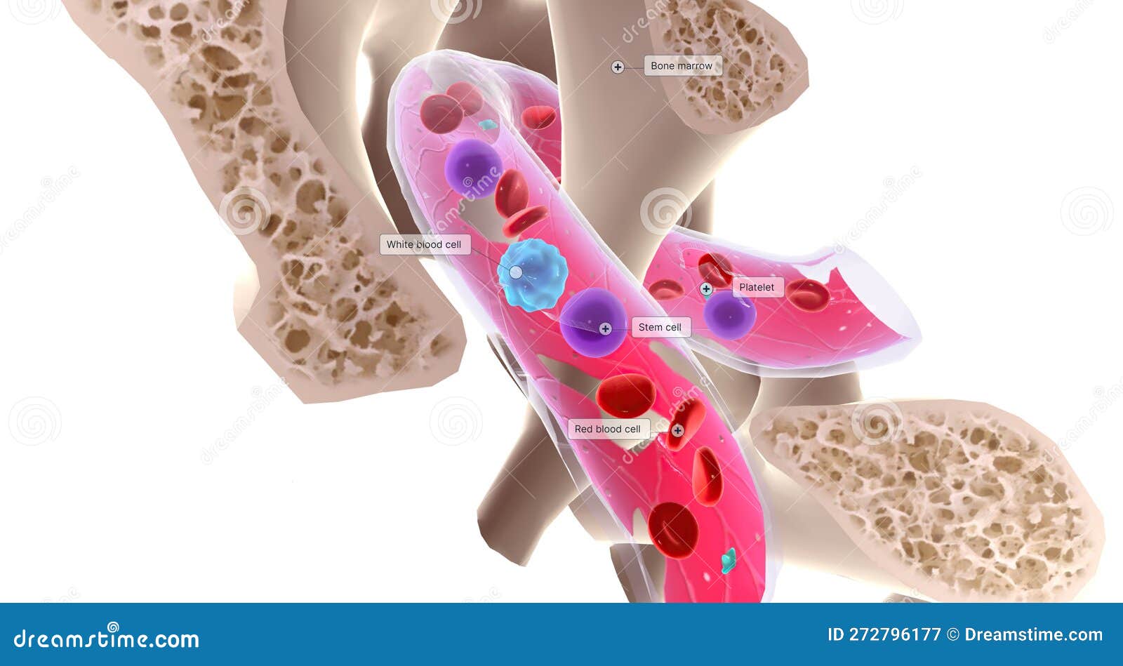 Hematopoiesis As Blood Cellular Stem Components Formation Outline ... Hematopoiesis As Blood Cellular Stem Components Formation Outline ...