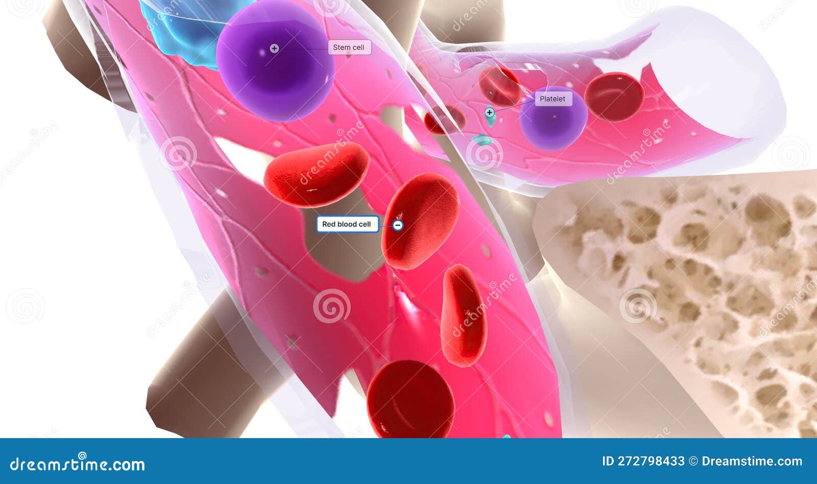 Hematopoiesis Is The Development Of New Blood Cells. It Occurs Within ... Hematopoiesis Is The Development Of New Blood Cells. It Occurs Within ...