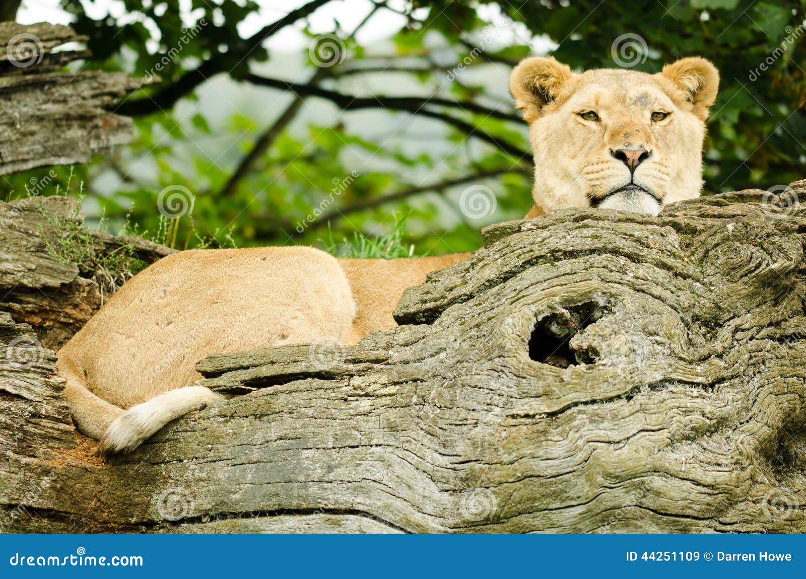 Hembra africana del león imagen de archivo. Imagen de bostezo - 44251109