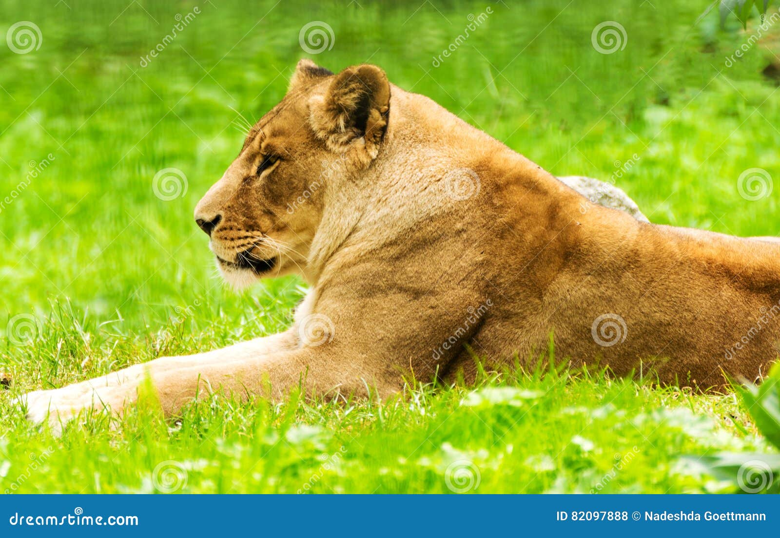 Hembra De La Leona Panthera Leo Foto de archivo - Imagen de bestia ...