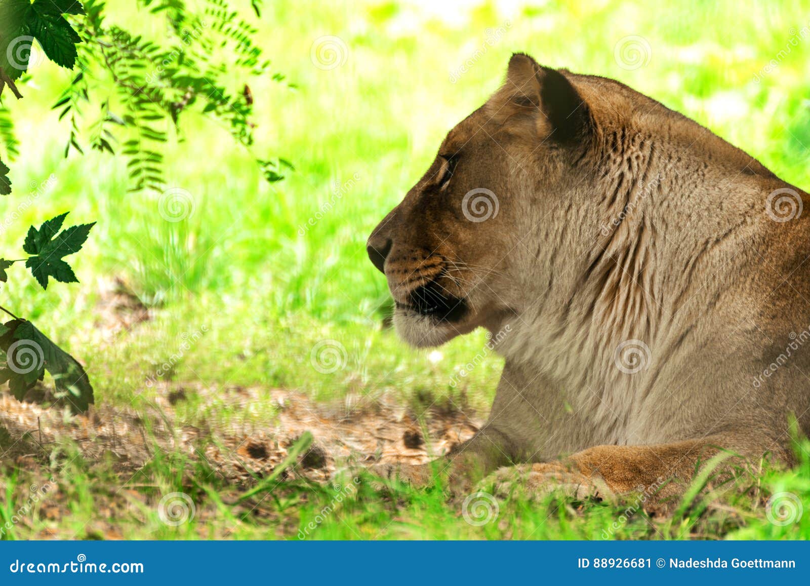 Hembra De La Leona Panthera Leo Imagen de archivo - Imagen de bestia ...