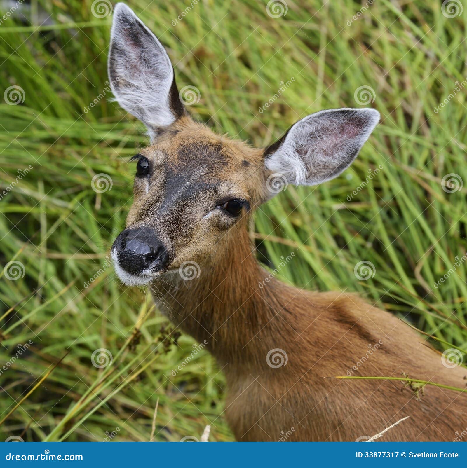 Hembra De Los Venados De Cola Blanca Imagen de archivo - Imagen de cubo ...