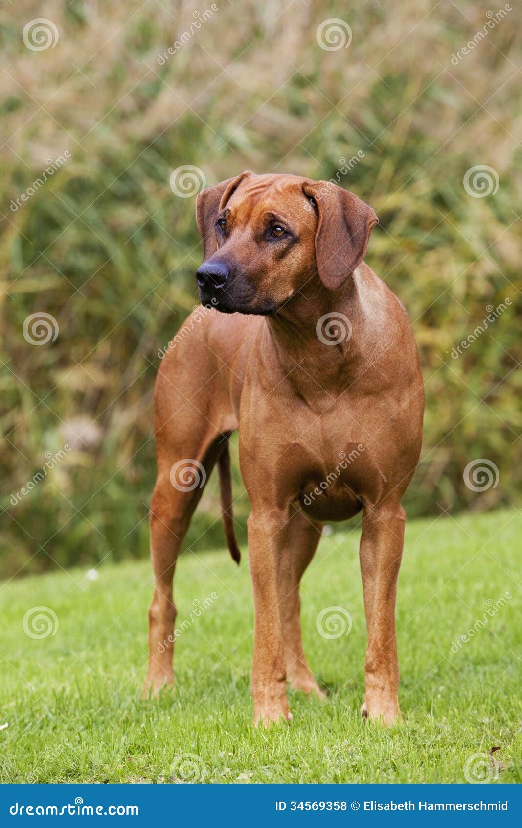 Hembra De Rhodesian Ridgeback Foto de archivo - Imagen de curioso ...