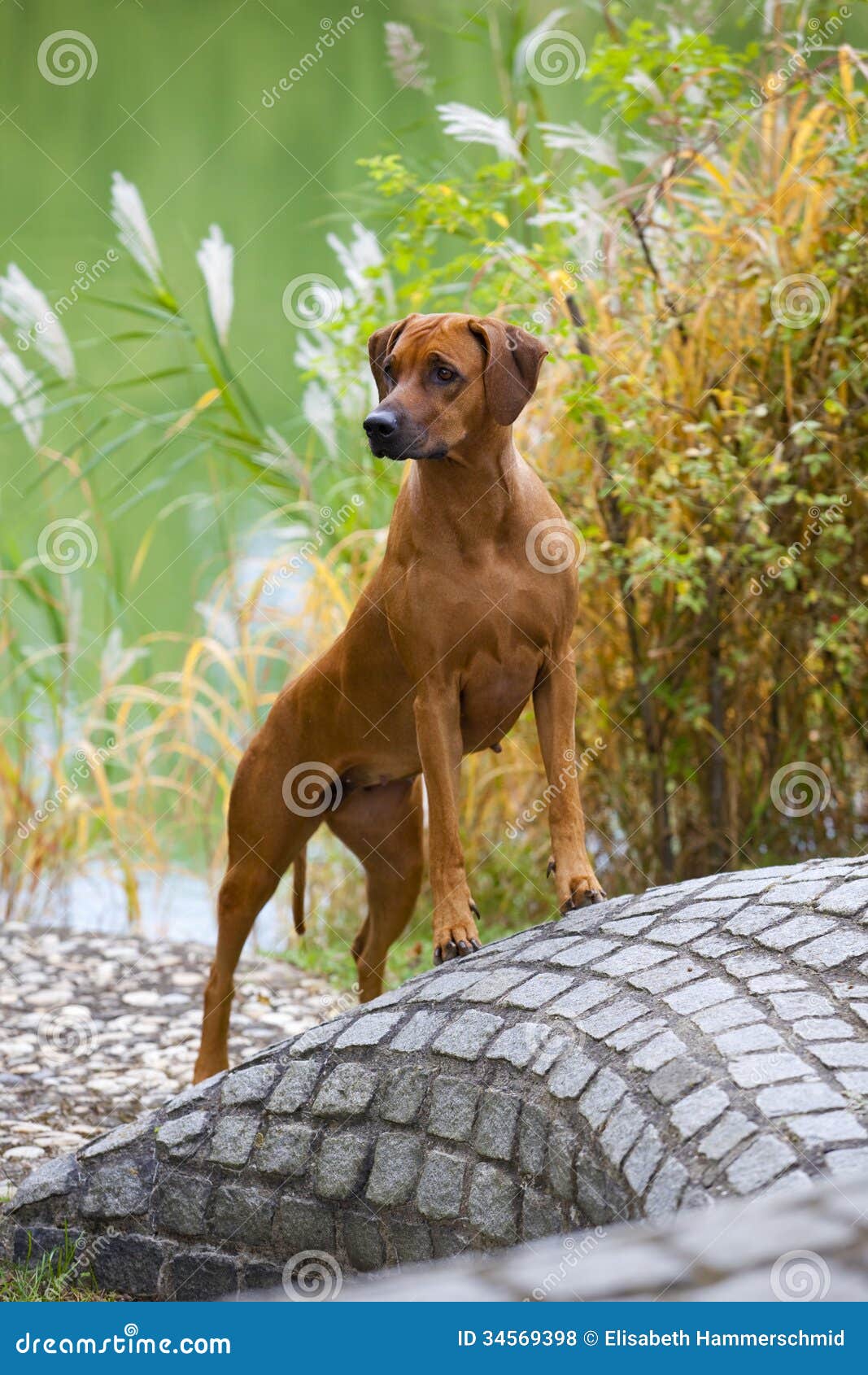 Hembra De Rhodesian Ridgeback Foto de archivo - Imagen de africano ...