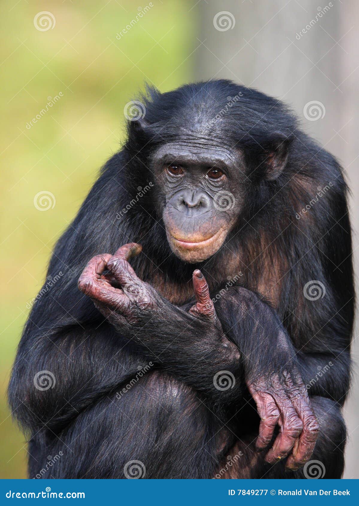 Hembra del Bonobo imagen de archivo. Imagen de chimpancé - 7849277