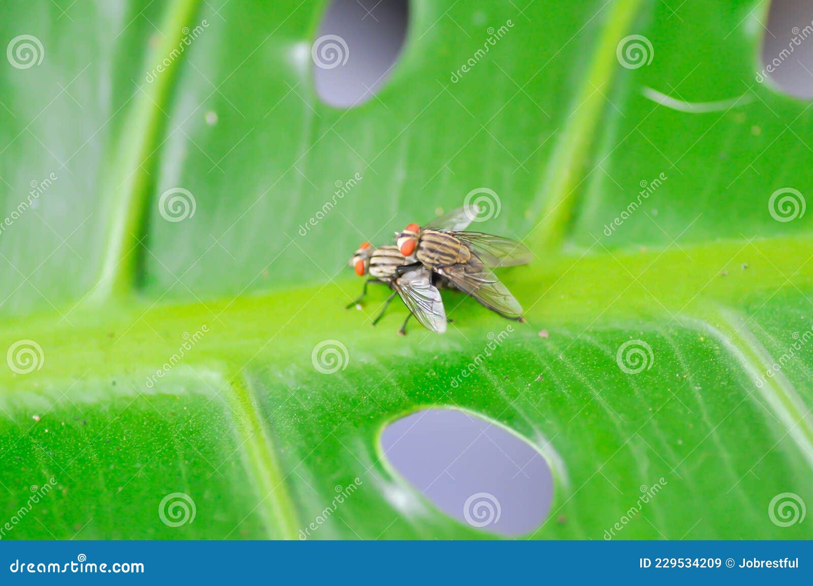 Hembra O Bicho Perro Hembra Y Mosca Macho Imagen de archivo - Imagen de ...