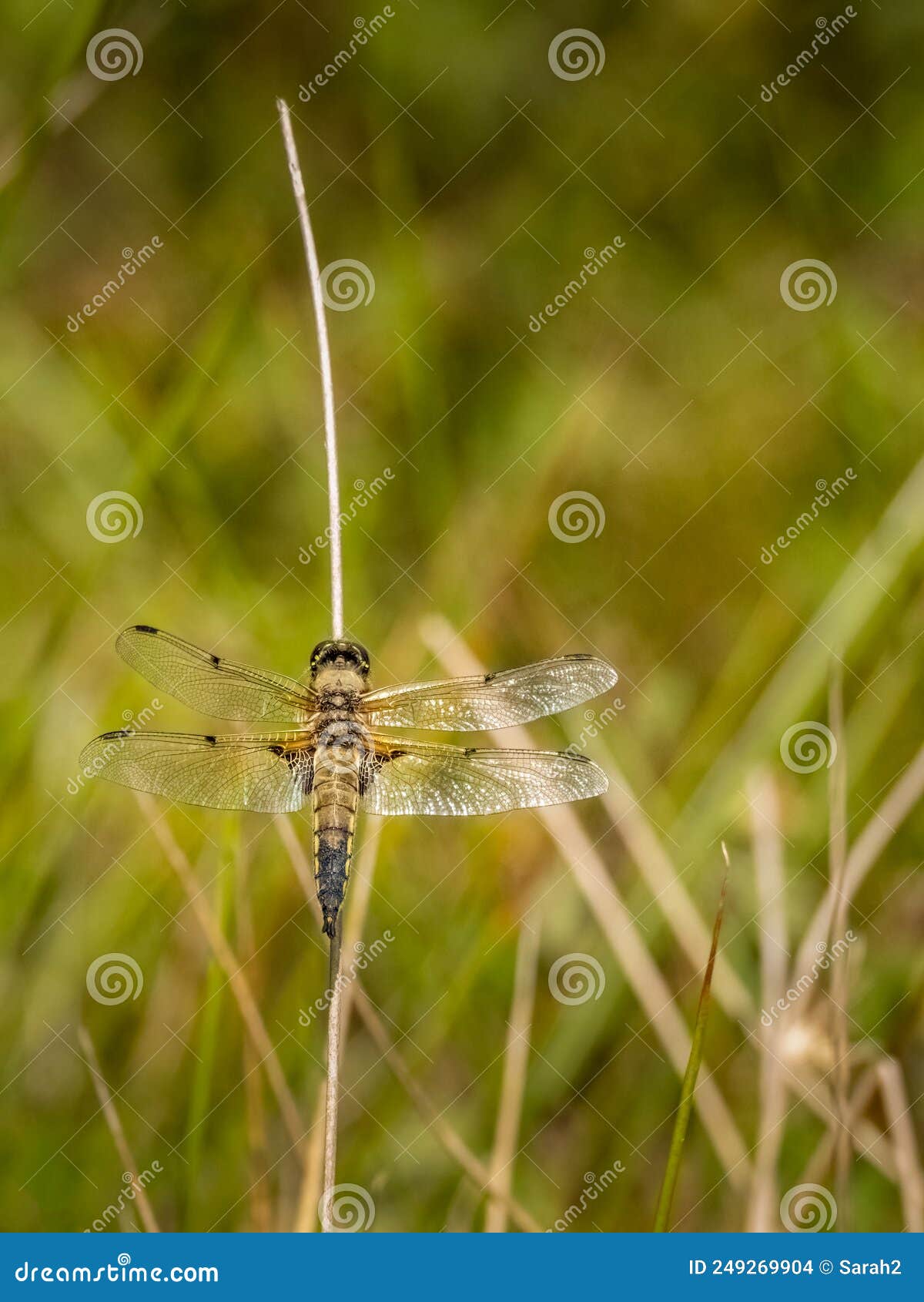 Hembra Transmisora, Alias Libellula Depressa. Foto de archivo - Imagen ...
