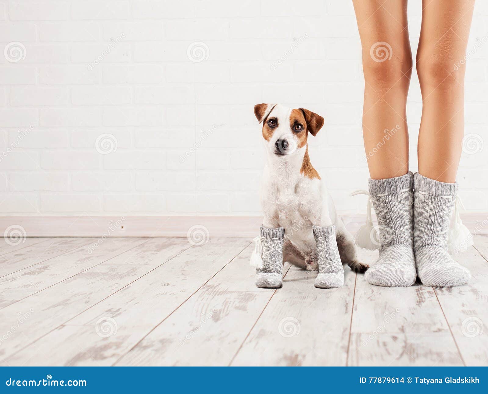 Hembra Y Perro En Calcetines Foto de archivo - Imagen de suavidad, ropa ...