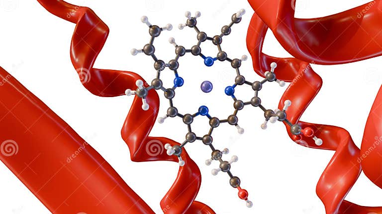 Heme Molecule and Protein Structure in the White Background. Stock ...