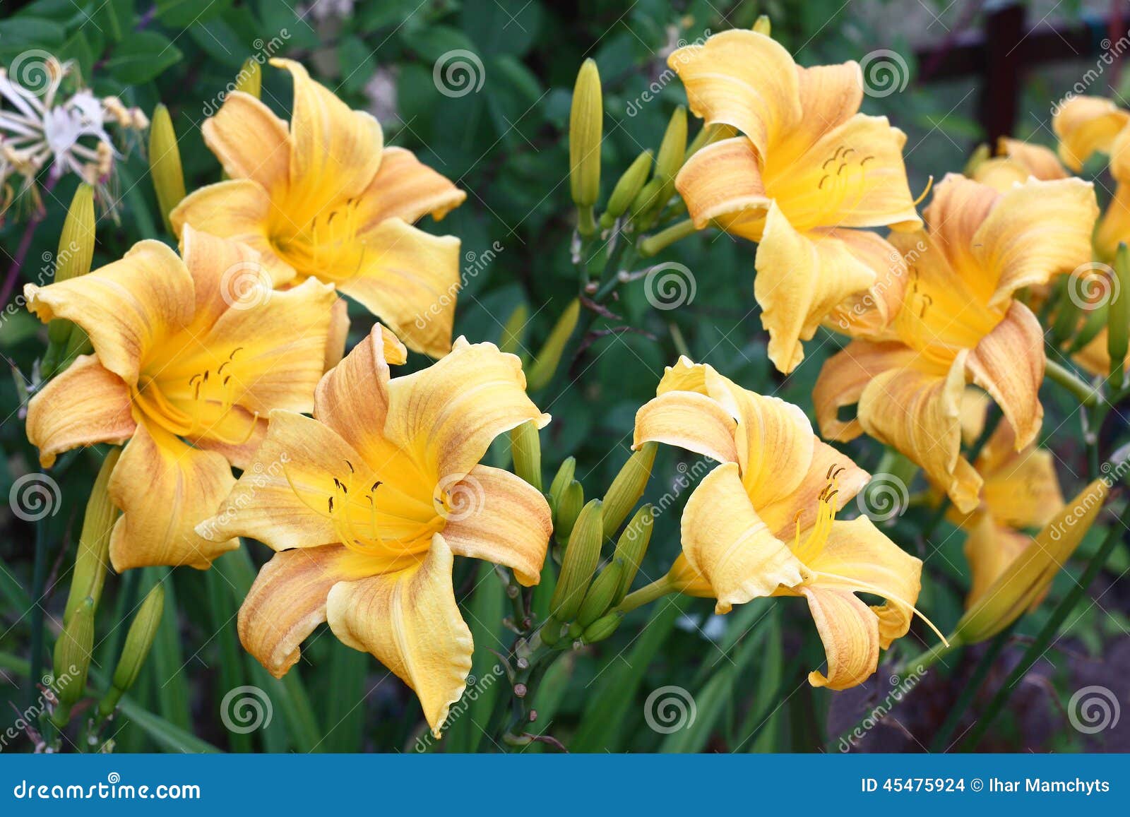 Hemerocallis Flowers Around. Stock Photo - Image of summer, yellow ...