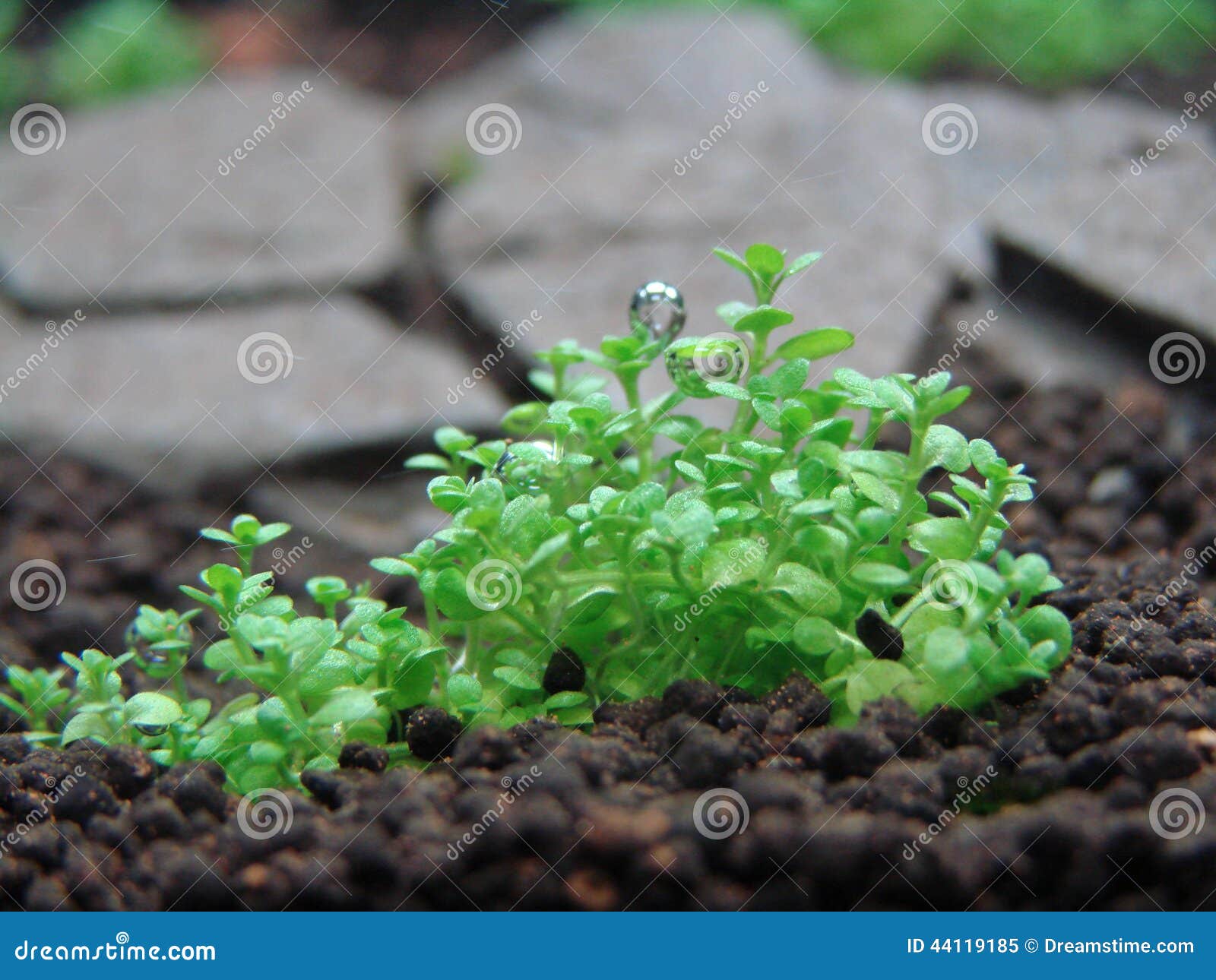 Hemianthus callitrichoides stock image. Image of grass - 44119185