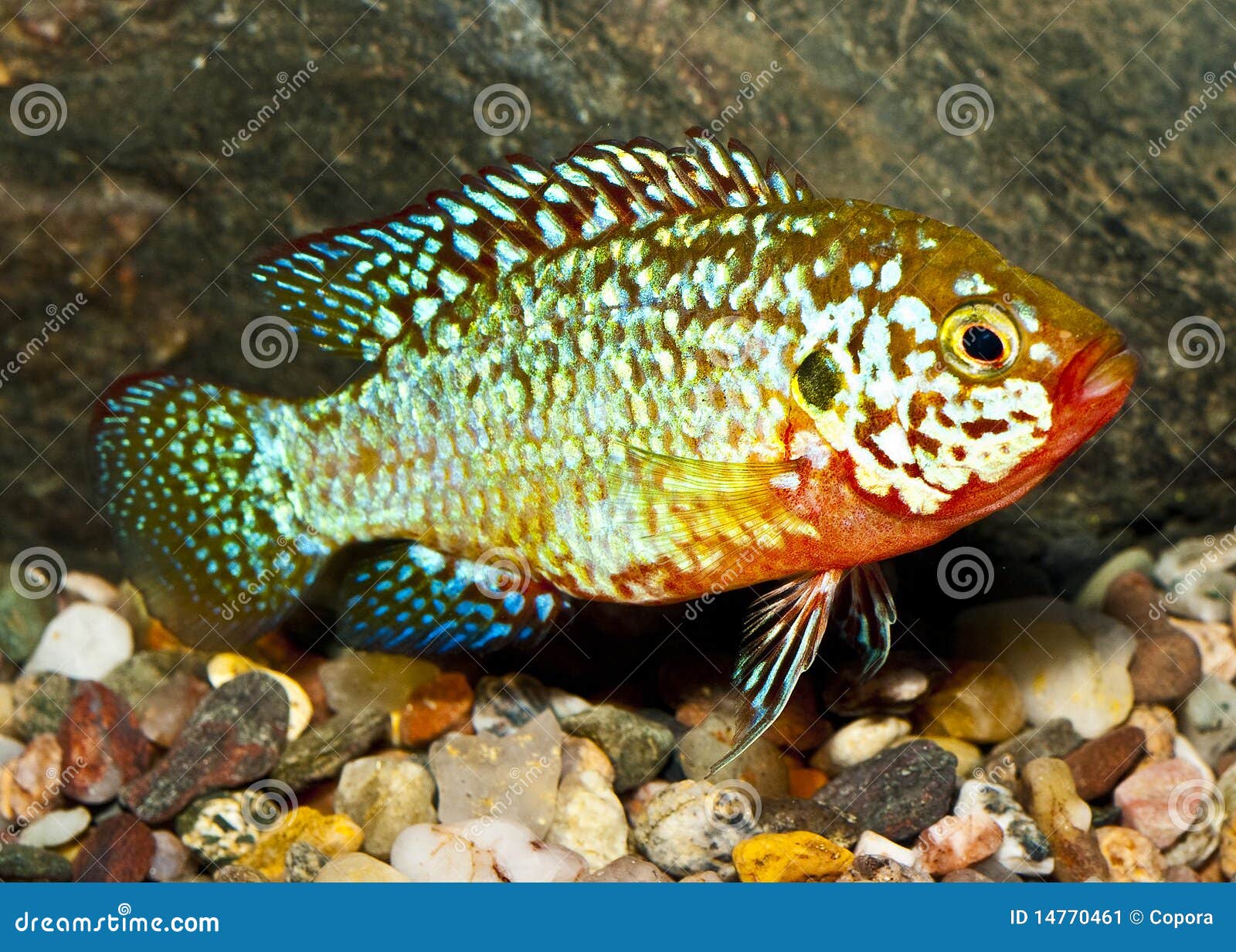 Hemichromis stock image. Image of cichlid, freshwater - 14770461