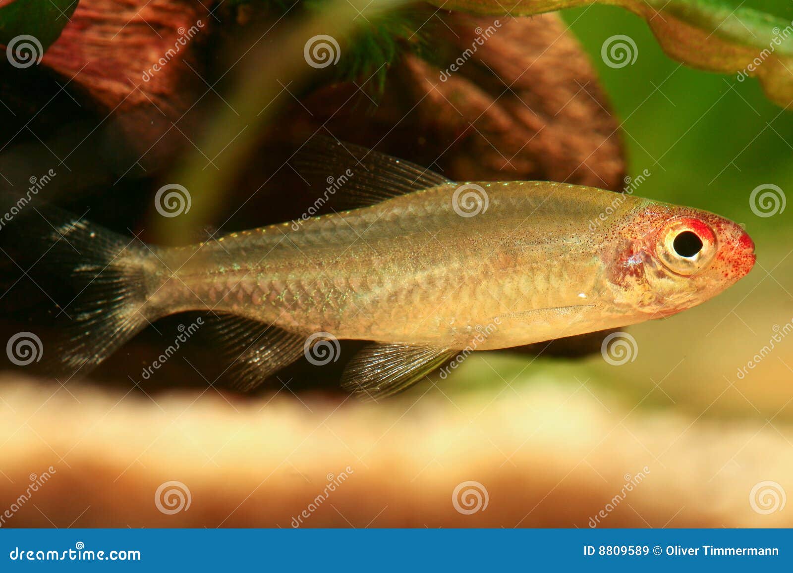 Hemigrammus Bleheri Fish Stock Image | CartoonDealer.com #7646275