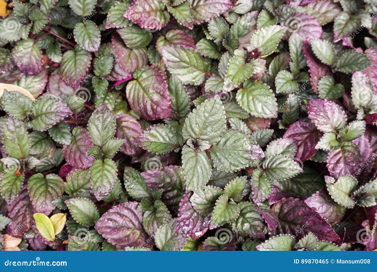 Hemigraphis Alternata Plant Stock Image - Image of garden, hemigraphis ...