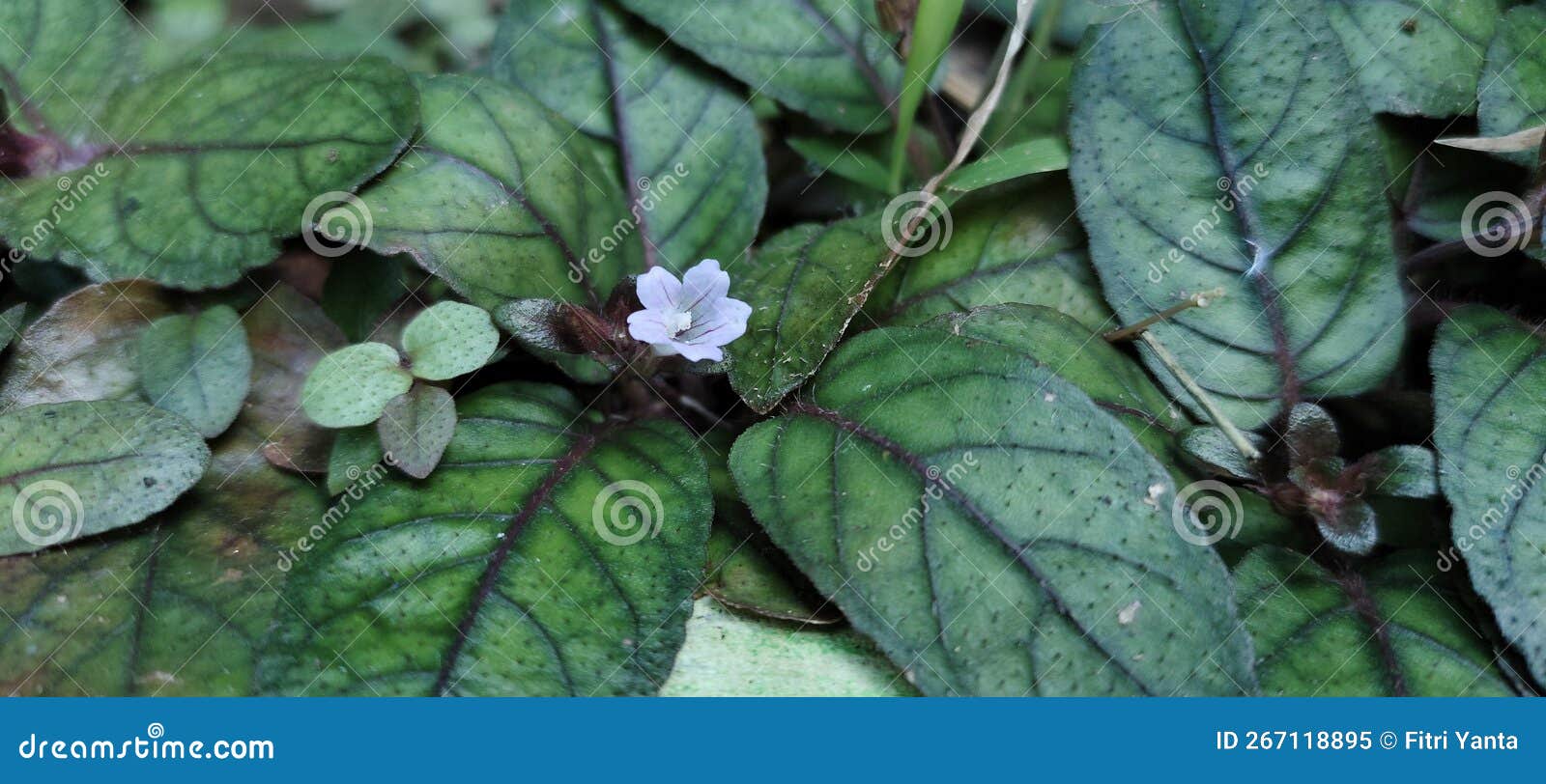 Hemigraphis Colorata Stock Photos - Free & Royalty-Free Stock Photos ...