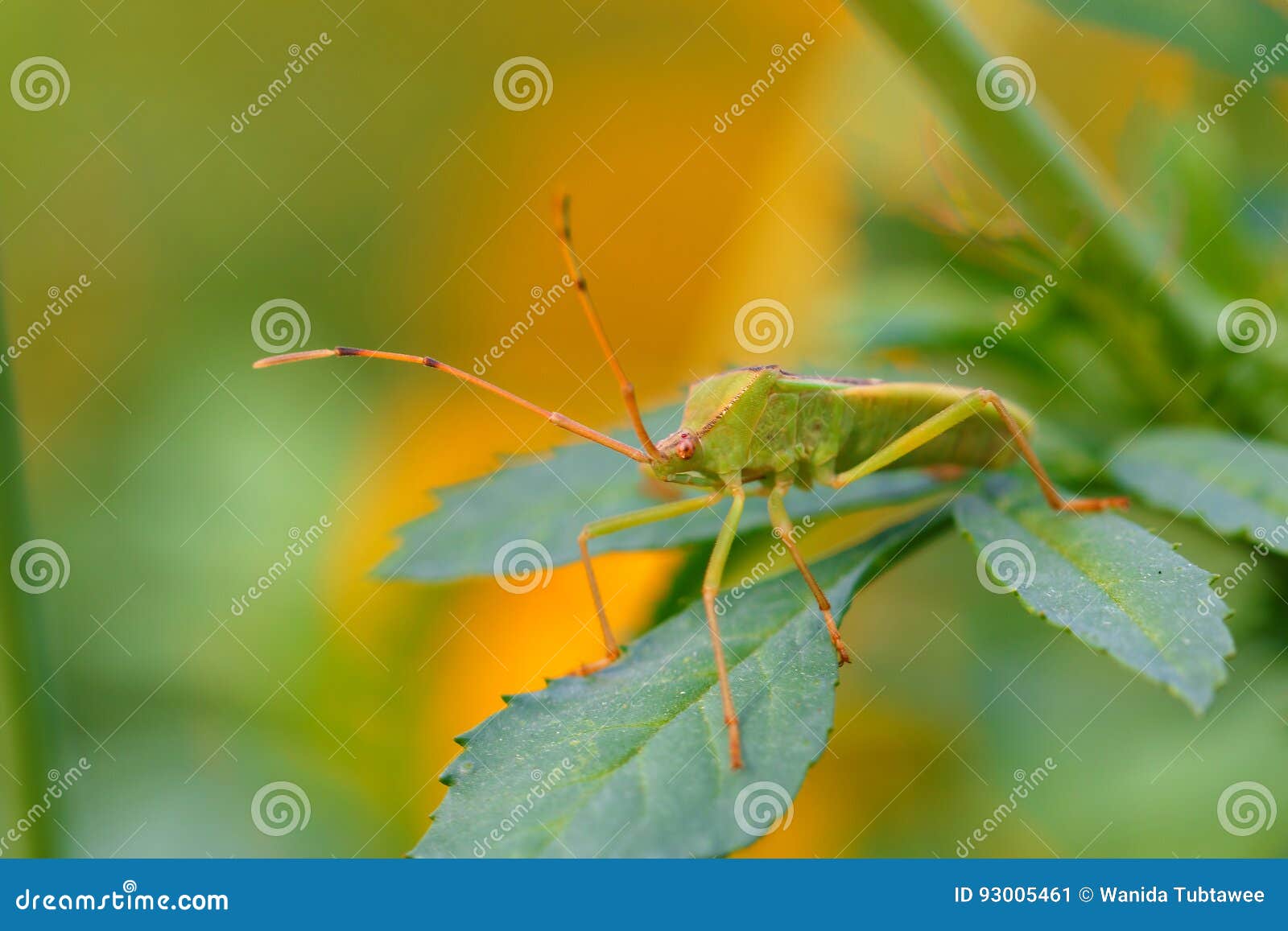 Hemiptera,Beetle,bug,insect. Stock Image - Image of ladybird, macro ...