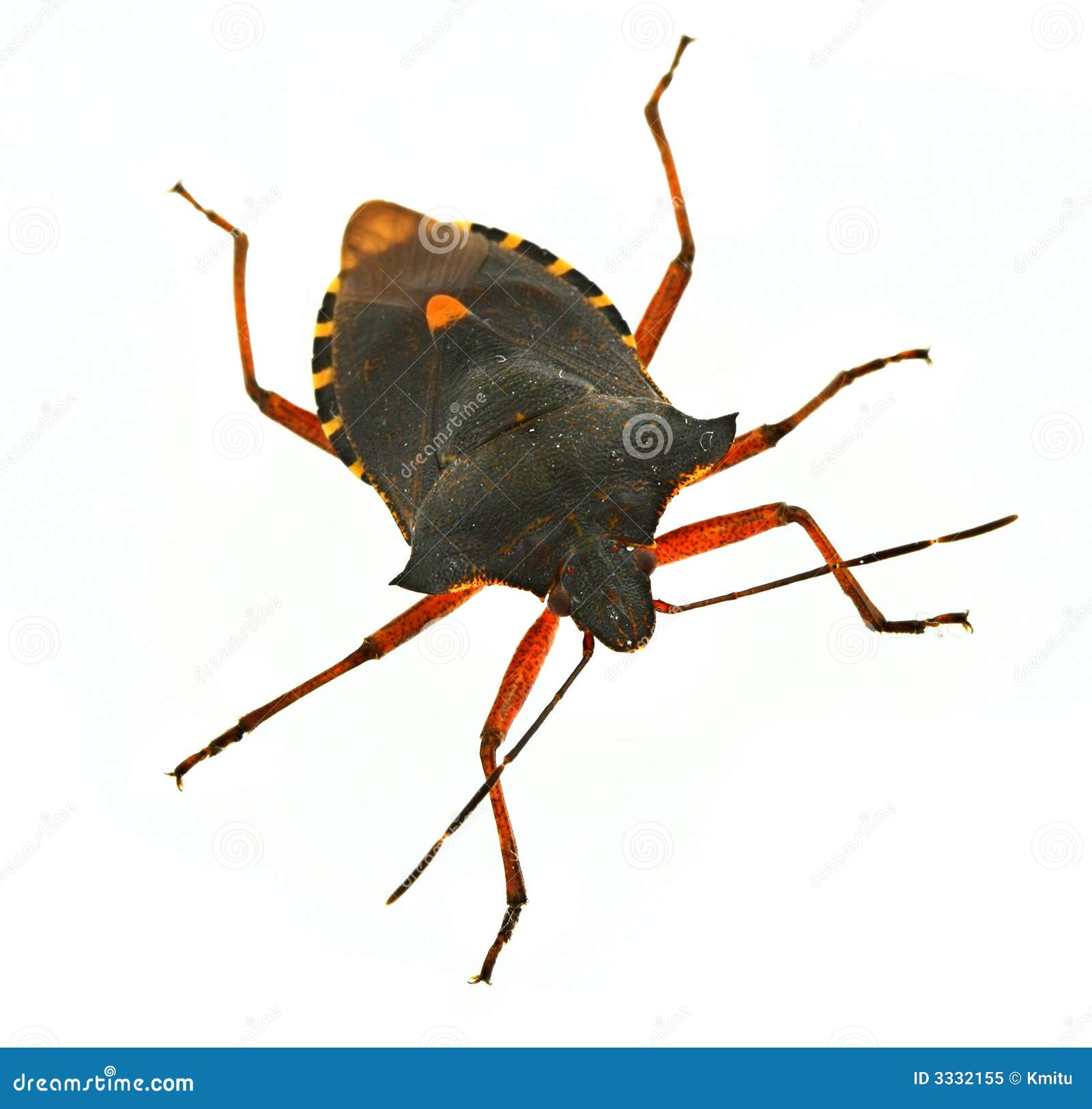Hemiptera Bug Royalty Free Stock Photo - Image: 3332155