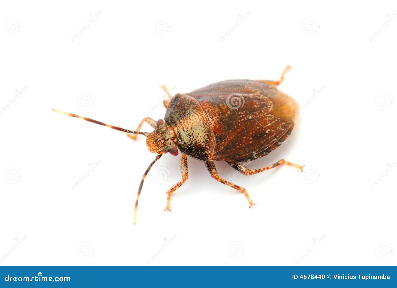 Hemiptera Bug stock photo. Image of dangeours, wings, pest - 4678440
