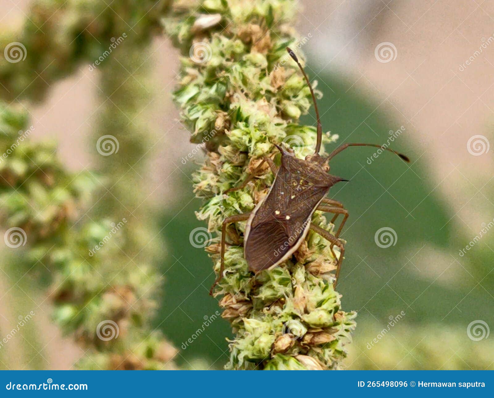 Hemiptera predator stock photo. Image of arthropod, flower - 265498096