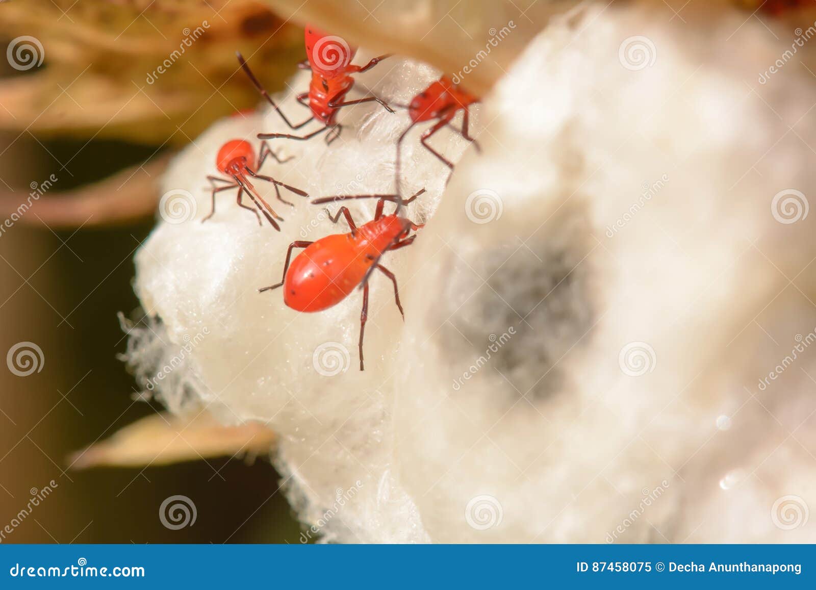 True Bugs. Small Lace Bug Of The Family Tingidae. Gonocerus ...