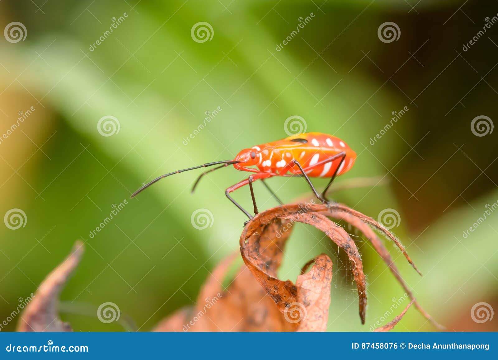 Hemiptera or True bugs stock photo. Image of nature, orange - 87458076