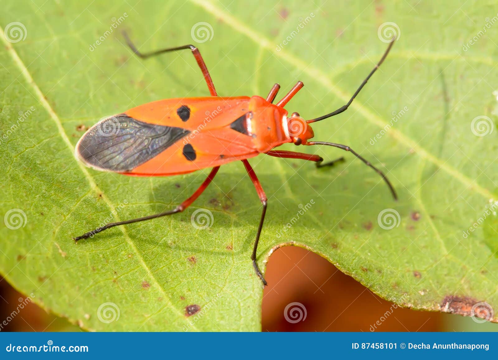 Hemiptera or True bugs stock image. Image of green, arthropod - 87458101