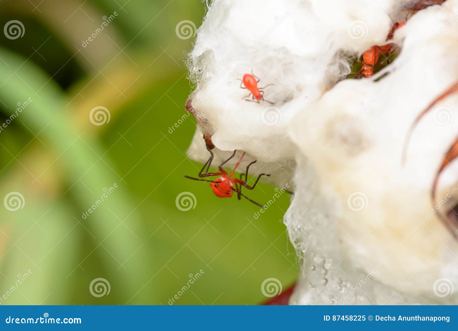 True Bugs. Small Lace Bug Of The Family Tingidae. Gonocerus ...