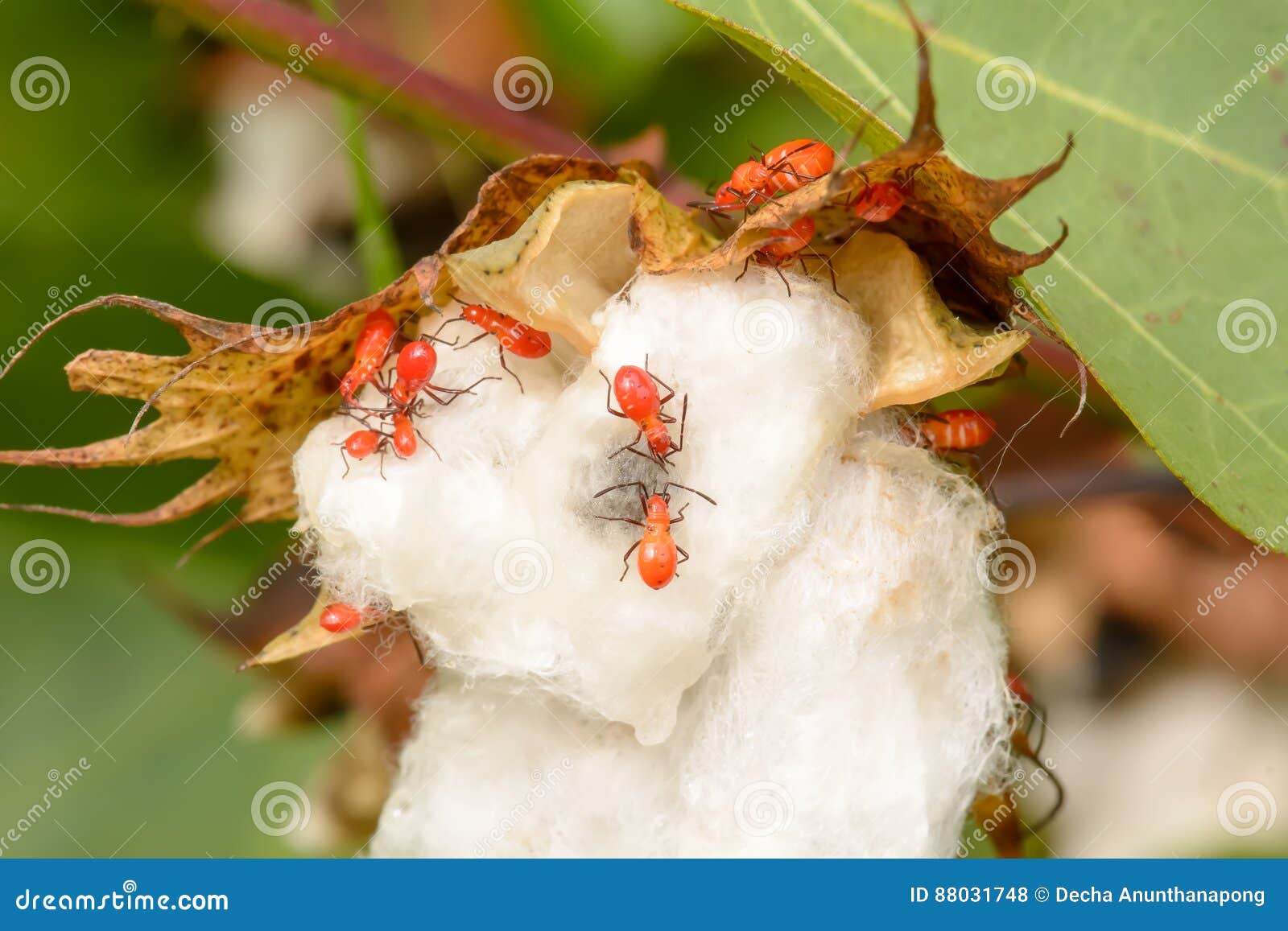 True Bugs. Small Lace Bug Of The Family Tingidae. Gonocerus ...