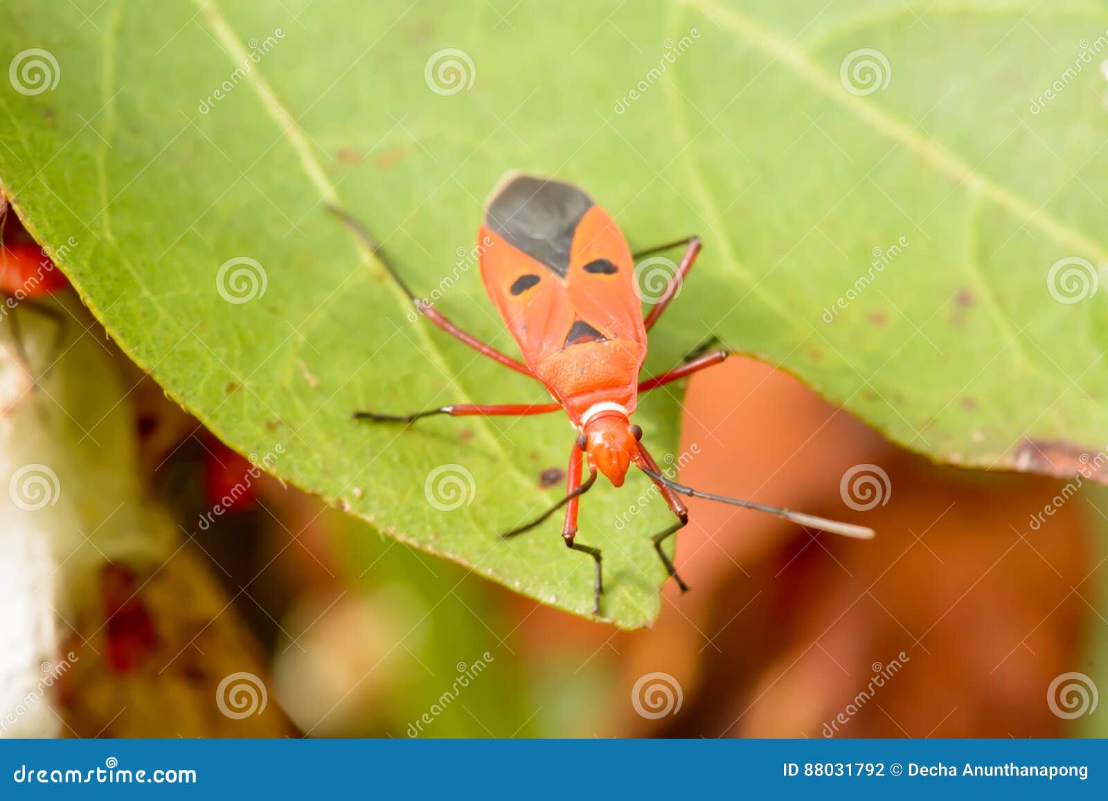 Hemiptera or True bugs stock photo. Image of animal, hemiptera - 88031792