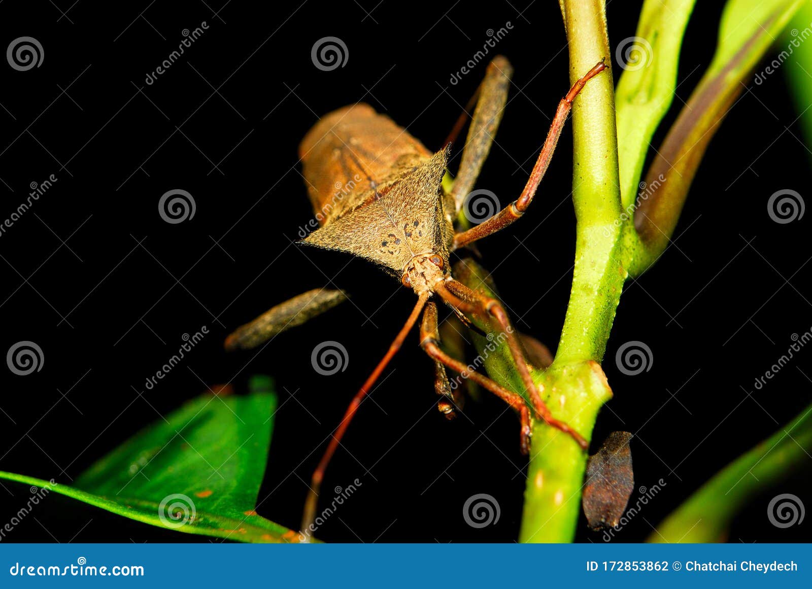 The Hemiptera or true bugs stock photo. Image of closeup - 172853862