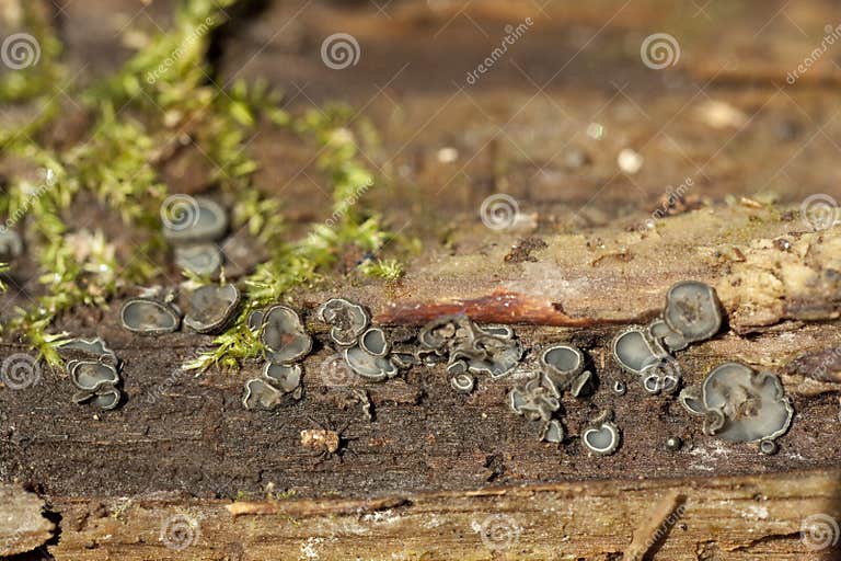Hemisphaerica de Humaria photo stock. Image du nature - 36074966