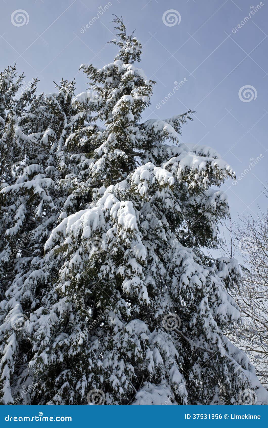 Hemlock stock photo. Image of hemlock, snow, tree, conifer - 37531356