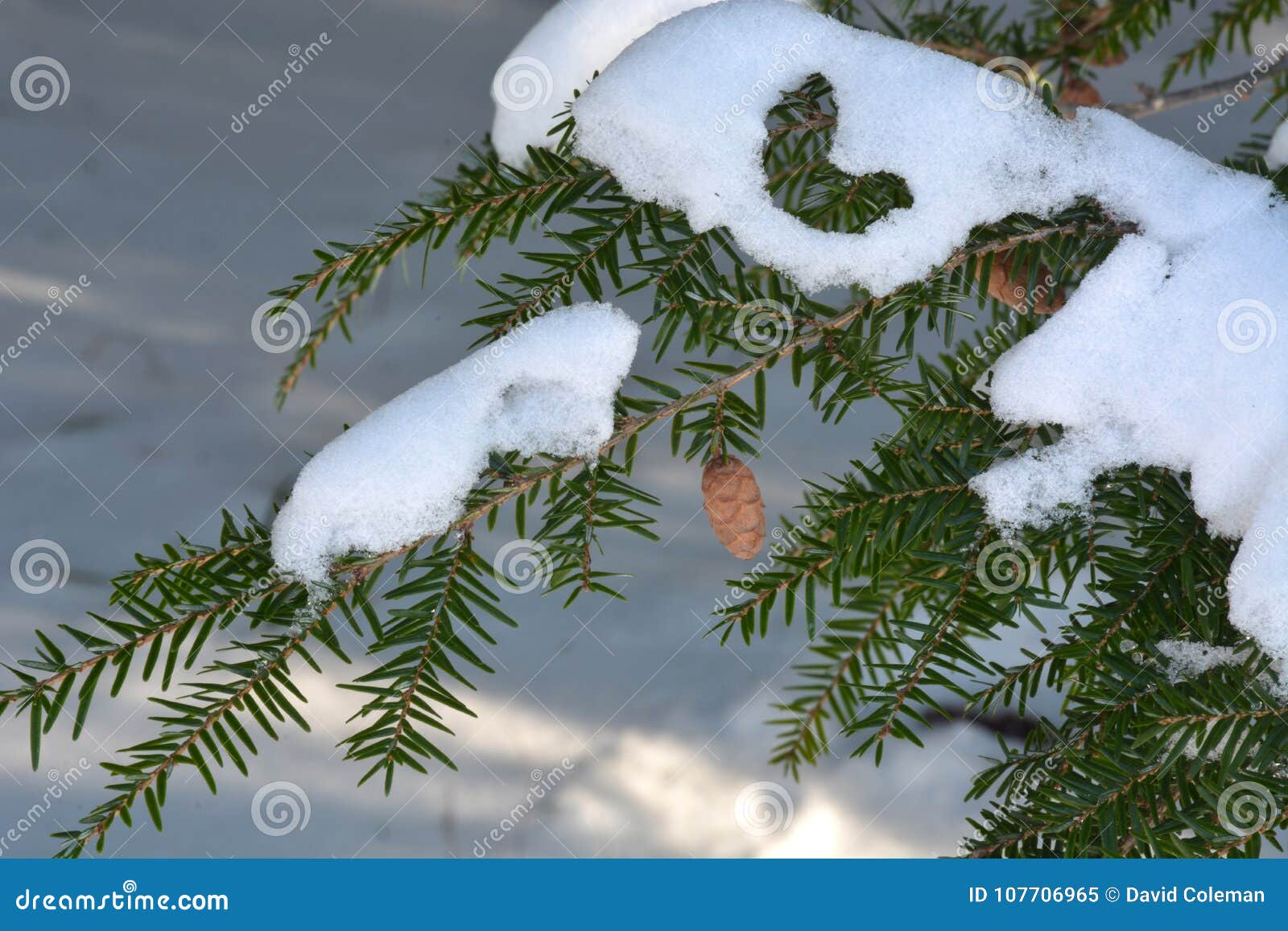 Hemlock Branch with Cones and Snow Stock Image - Image of snowy, cones ...