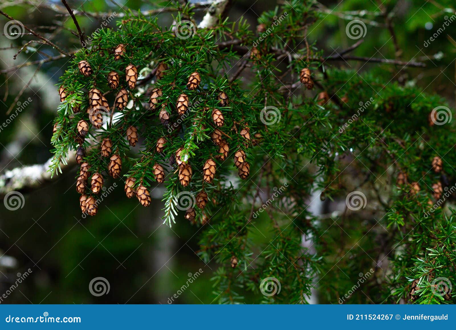 Hemlock Branch with Tiny Pine Cones Stock Image - Image of wood ...