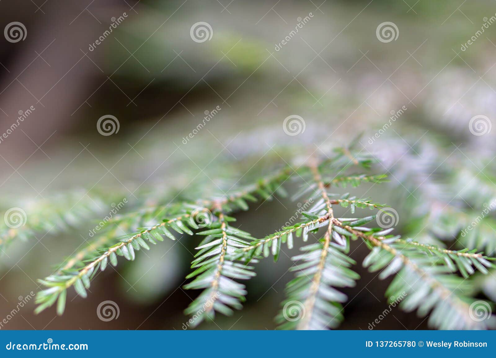 Hemlock branches macro stock photo. Image of bokeh, tree - 137265780