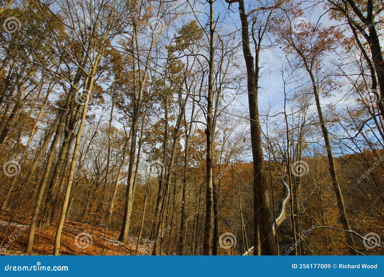 View of Hemlock Cliffs in Autumn after a Light Snow, Indiana Stock ...