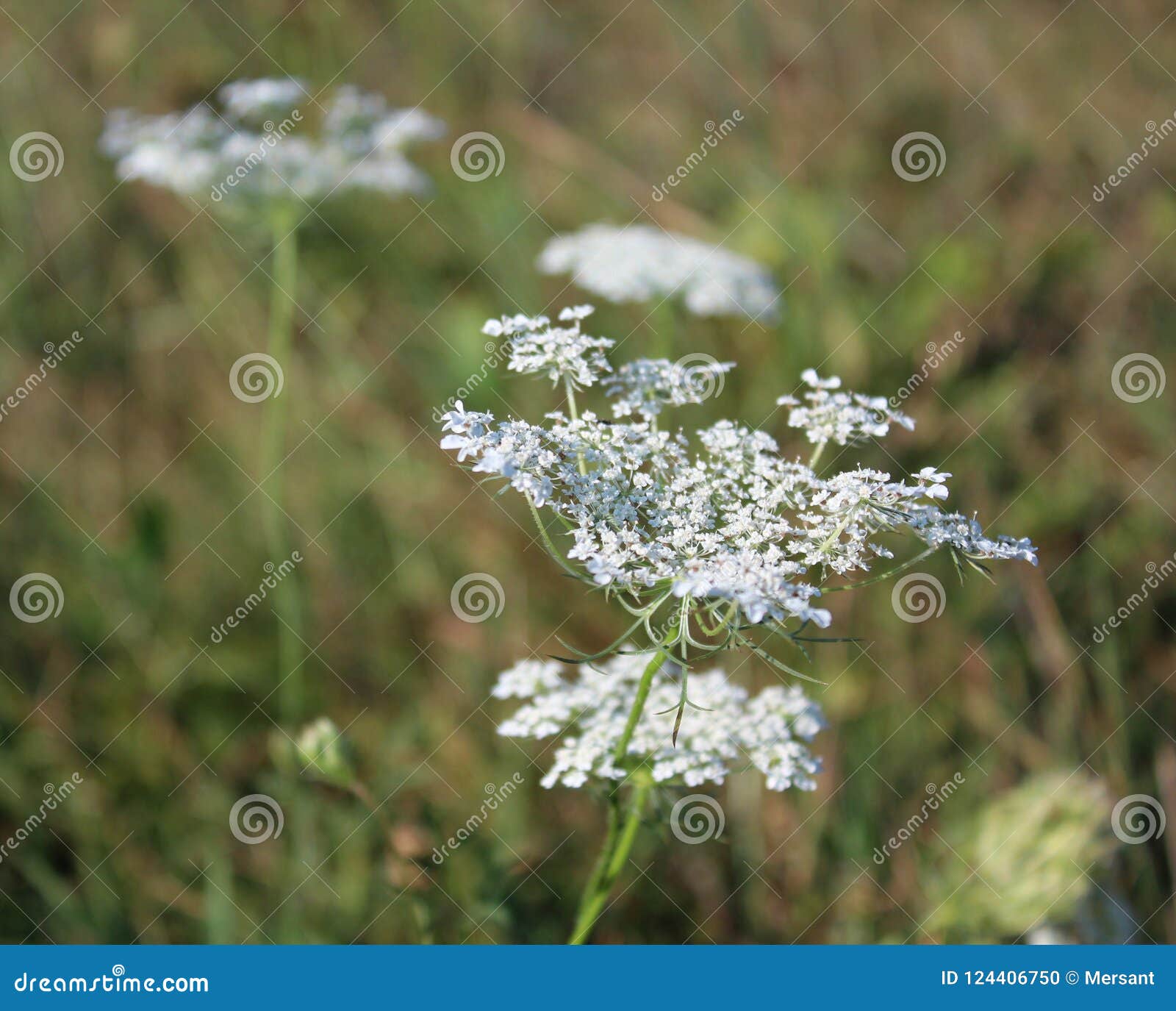 Hemlock Conium maculatum stock photo. Image of plant - 124406750