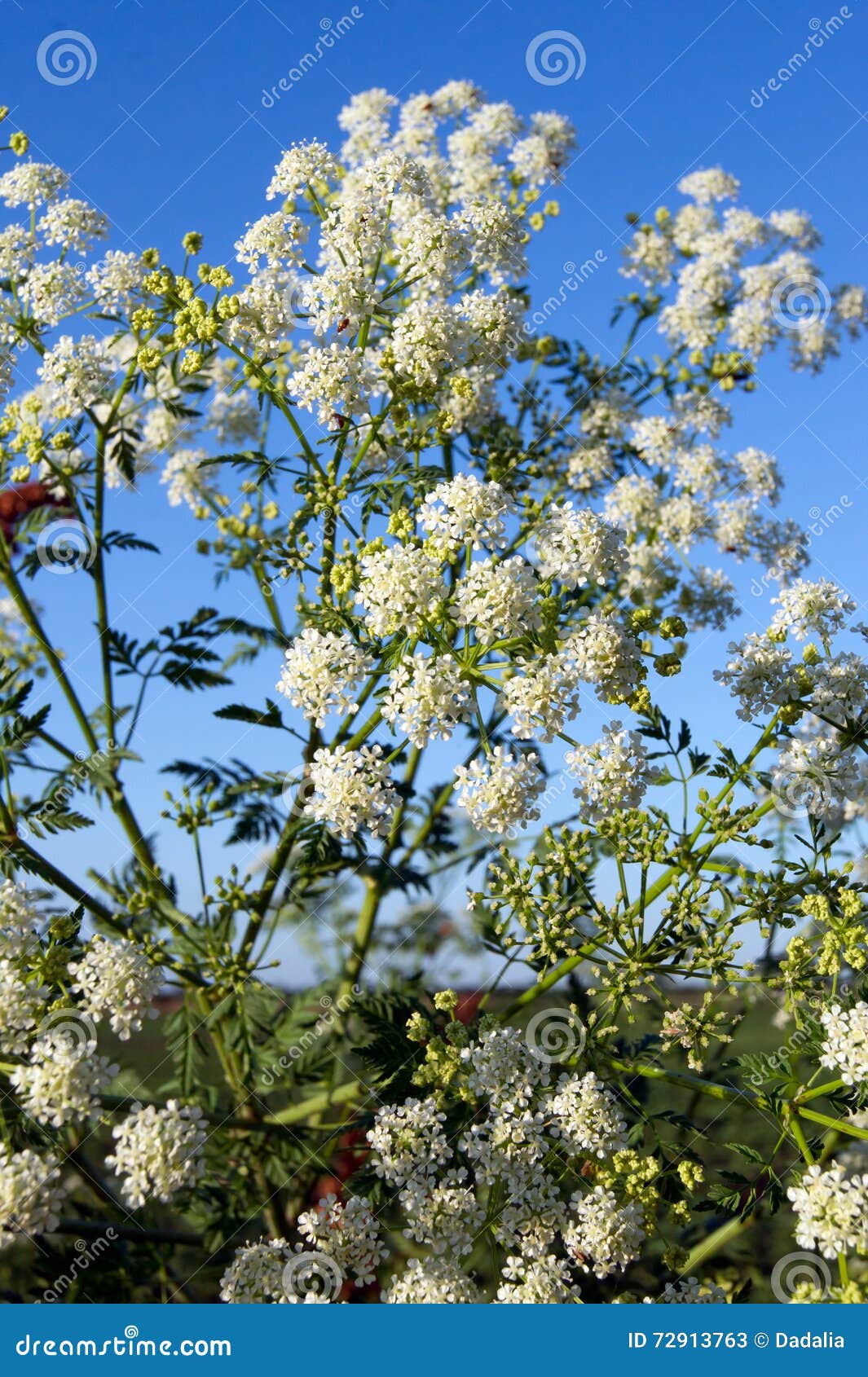 Hemlock (Conium maculatum) stock image. Image of environment - 72913763