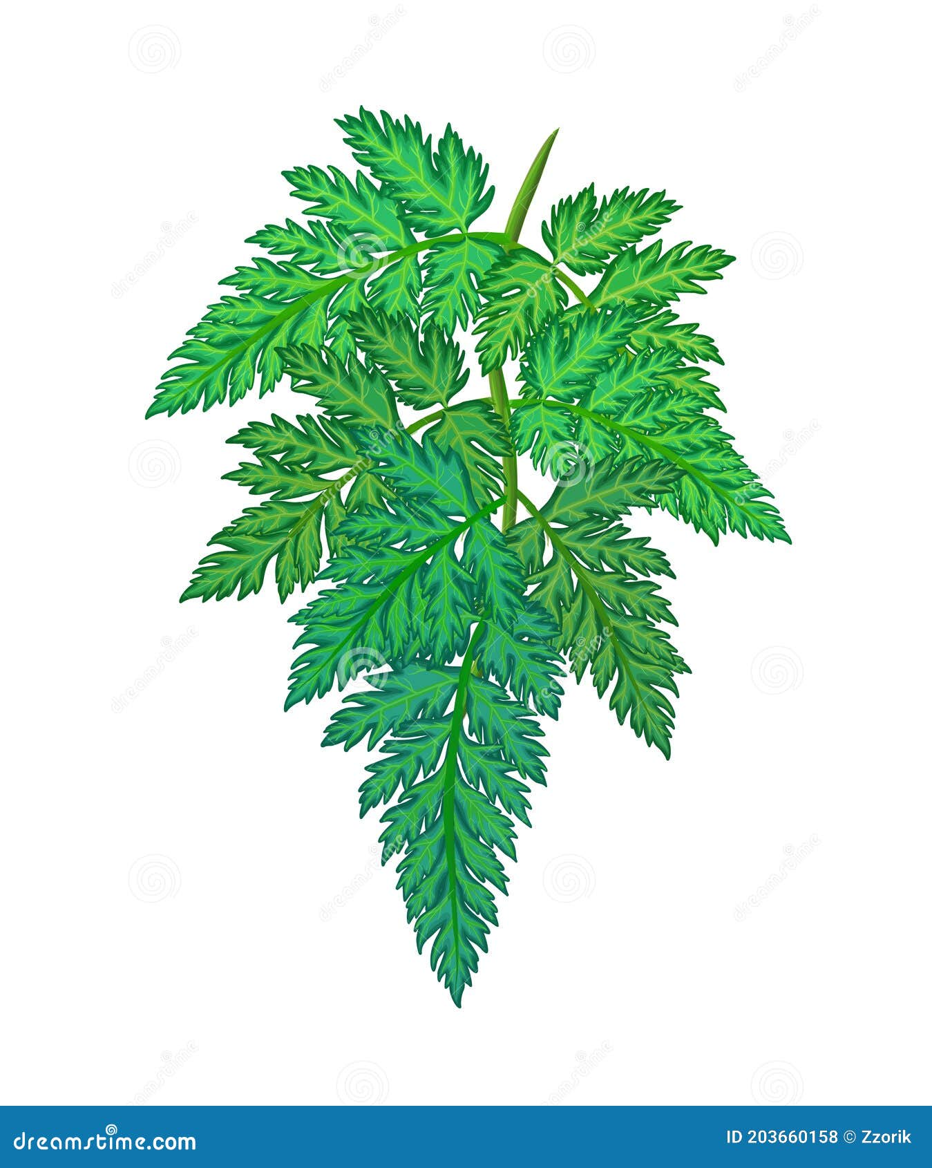 Hemlock, Fern Leaf. Botanical Illustration. Vector Plant Stock Vector ...
