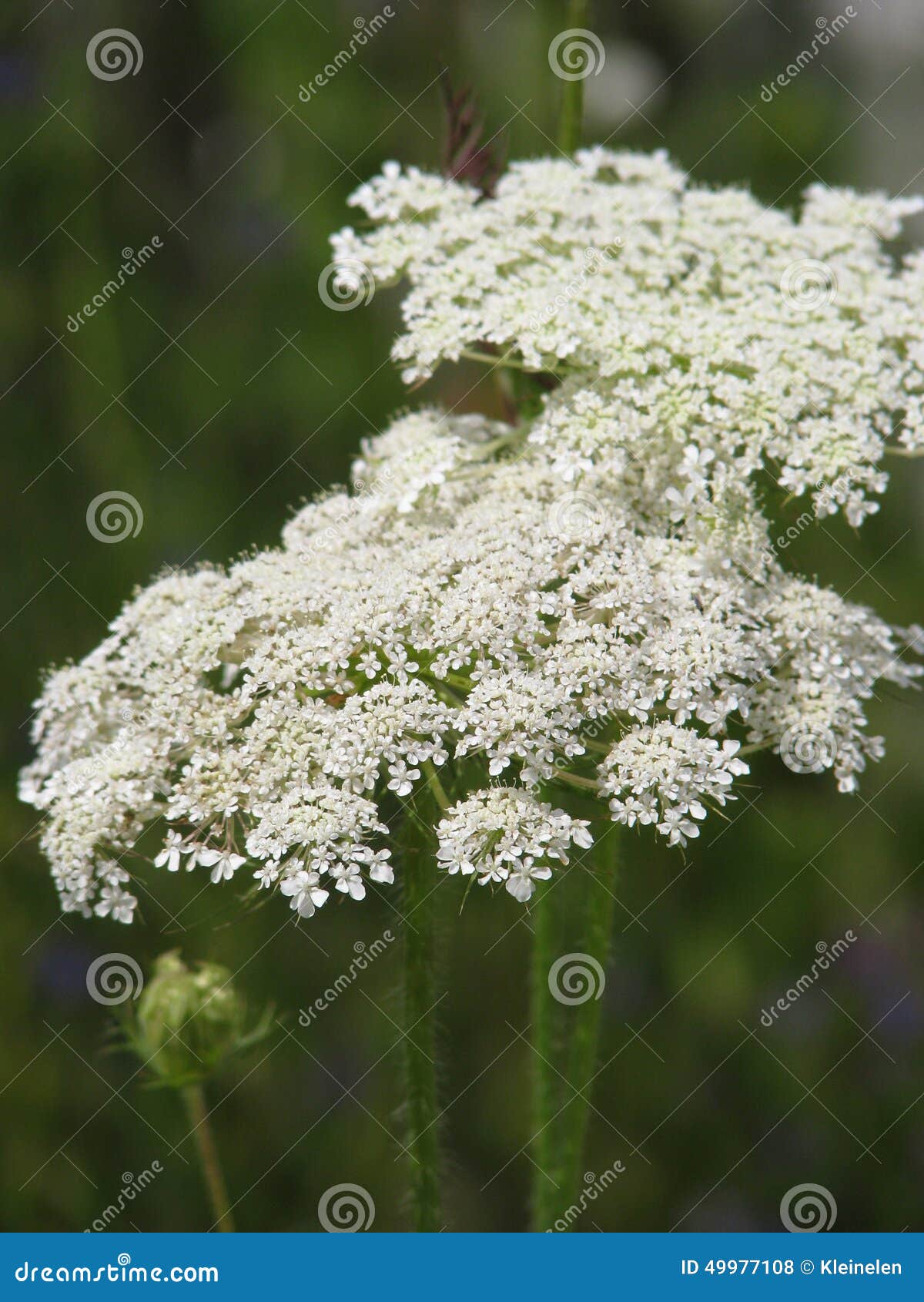Hemlock flowers stock photo. Image of blossom, umbelliferous - 49977108