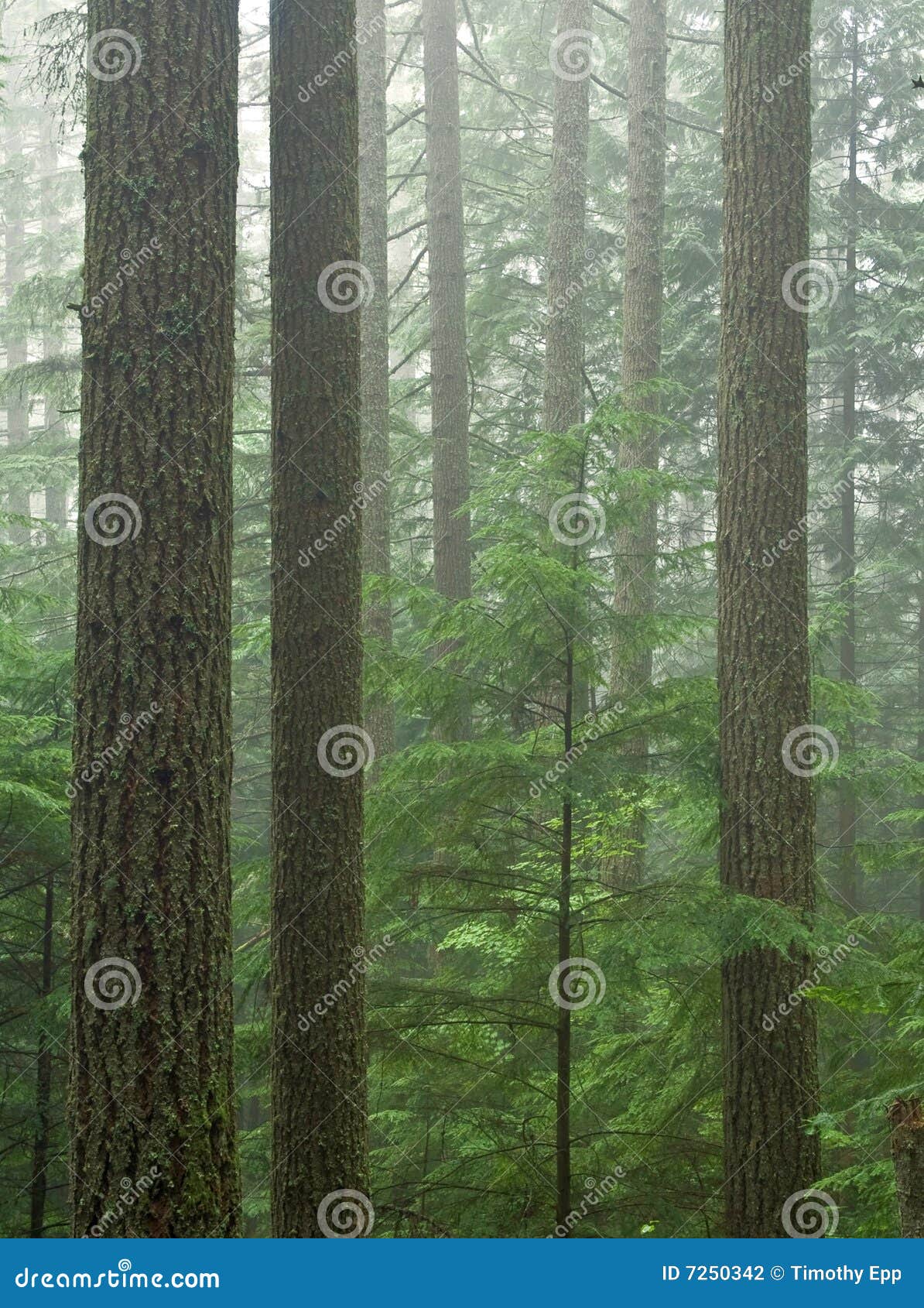 Hemlock Forest stock photo. Image of rainforest, oldgrowth - 7250342