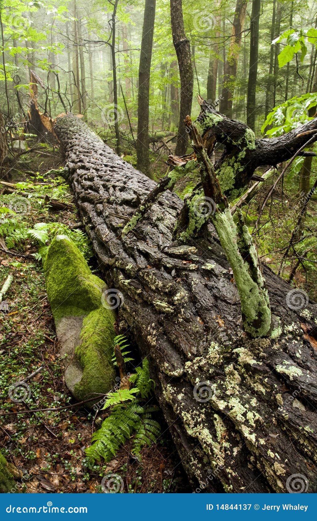 Hemlock Forest, Great Smoky Mountains NP, TN Stock Image - Image of ...