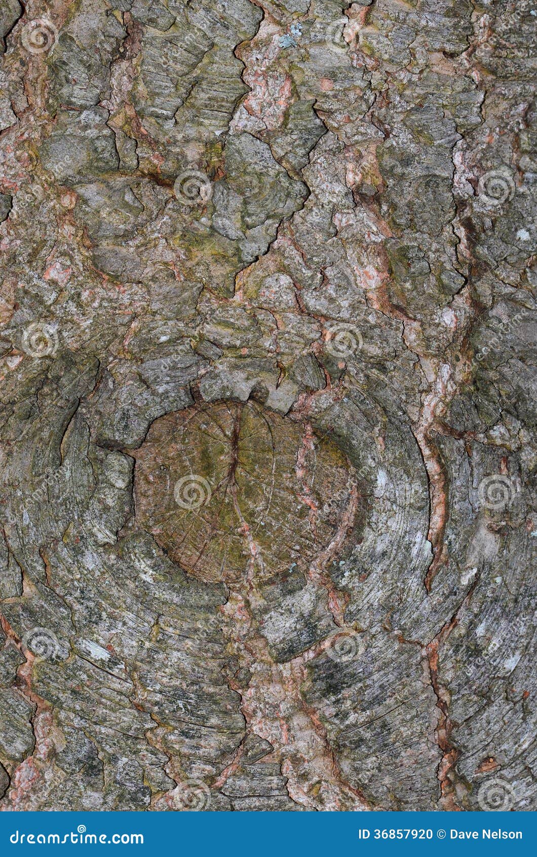 Hemlock Tree Bark with Knot Stock Photo - Image of timber, brown: 36857920