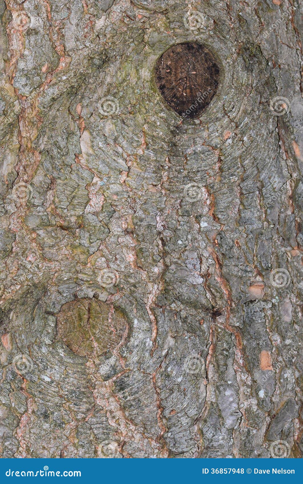 Hemlock Tree Bark with Knots Stock Photo - Image of tree, wood: 36857948