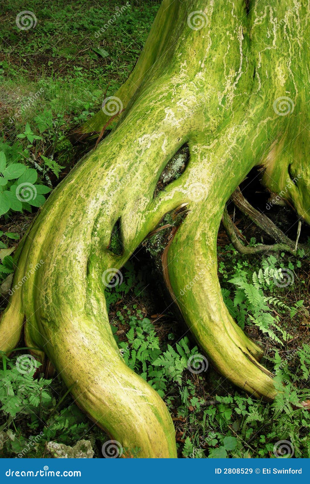 Hemlock tree stump stock image. Image of verdant, environment - 2808529
