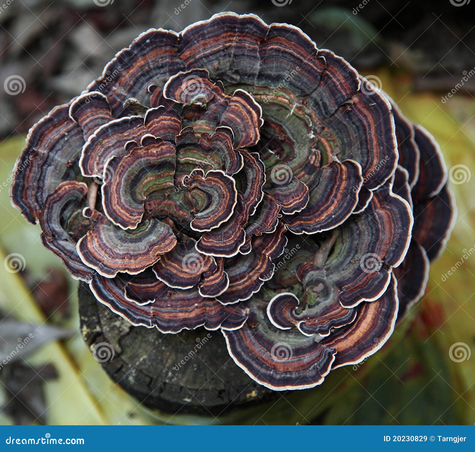 Hemlock Varnish Shelf / Ganoderma Tsugae Stock Image - Image of ...