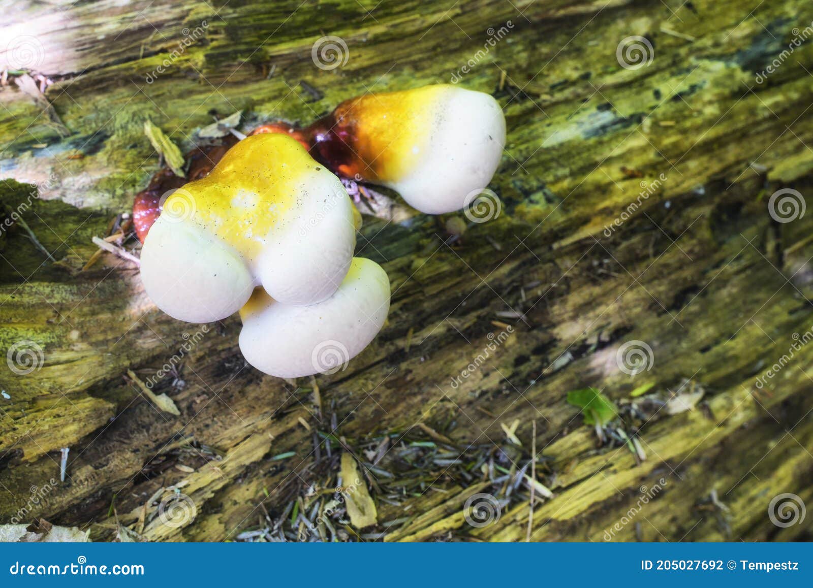 Hemlock Varnish Shelf or Ganoderma Tsugae Bracket Mushroom Stock Photo ...