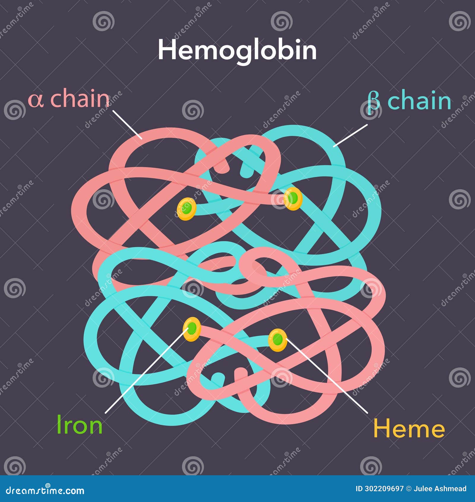 Hemoglobin Diagram Science Vector Illustration Graphic Stock Vector ...